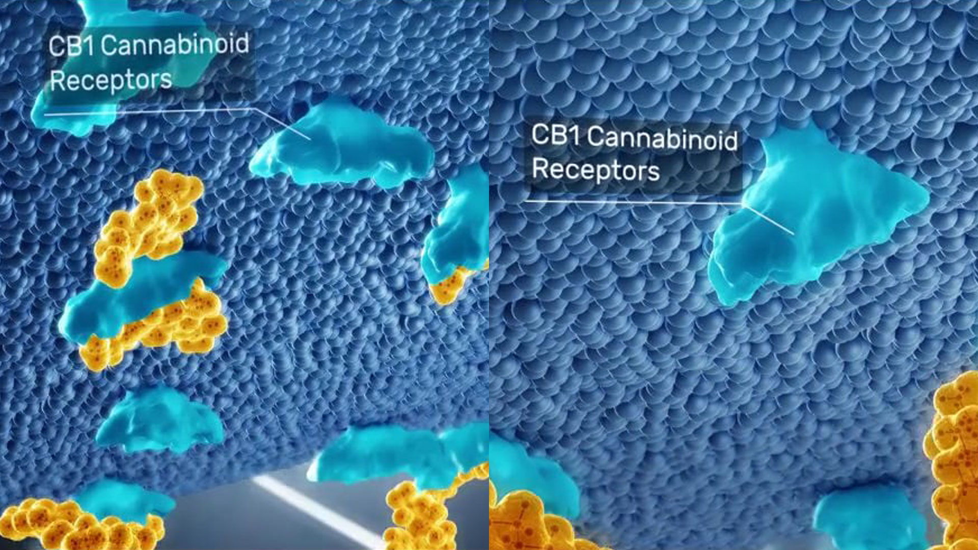 CBD vs. THC | Differences, Effects, Benefits | Cannabinoid Clinical
